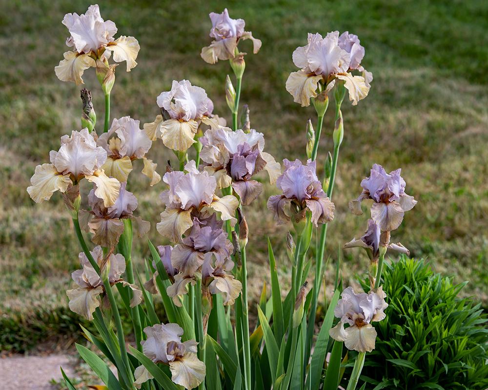 Photo of the entire plant of Arilbred Iris (Iris 'Desert Spirit ...