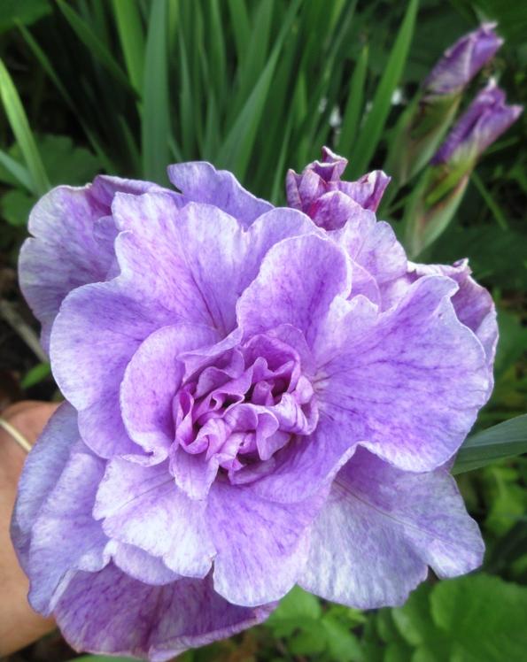 Photo of the bloom of Siberian Iris (Iris 'Longfields Pink Parfait ...