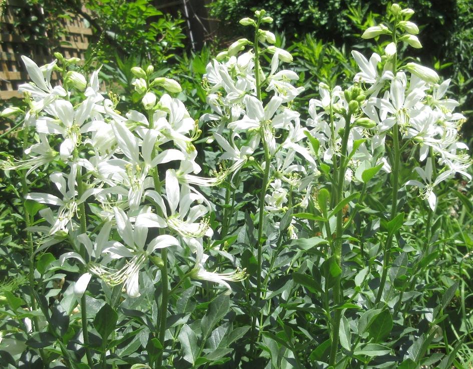 White Gas Plant (Dictamnus albus 'Alba') - Garden.org