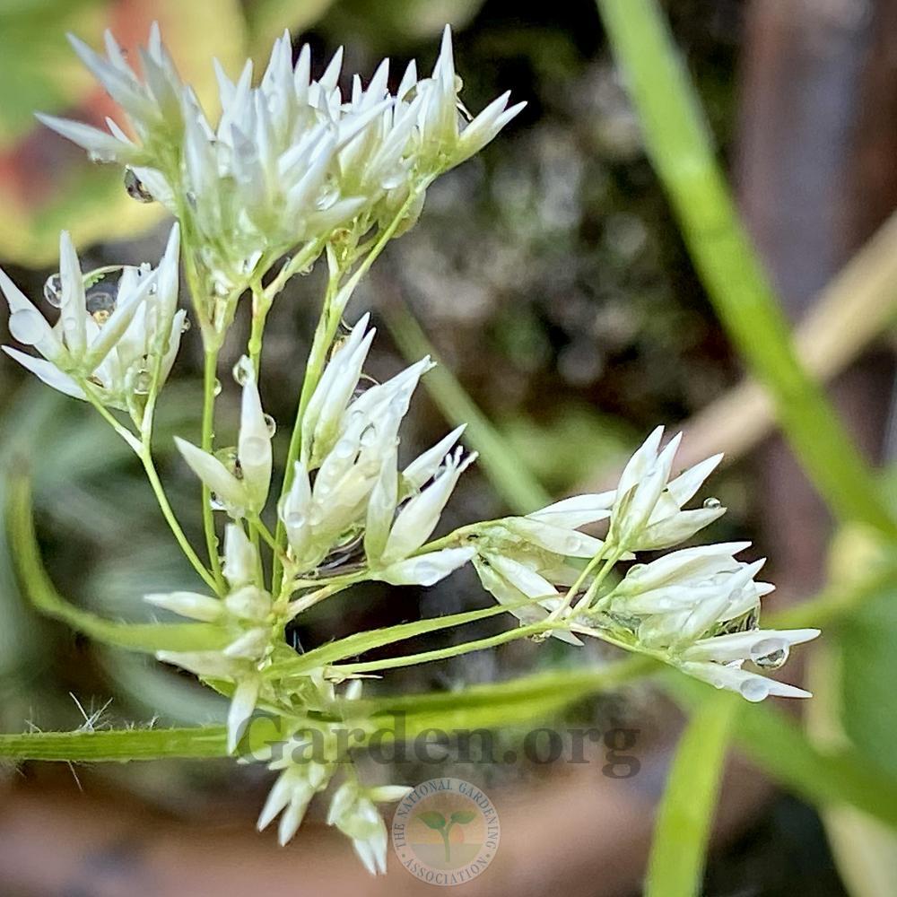 Photo of the bloom of Snowy Wood Rush (Luzula nivea) posted by ...