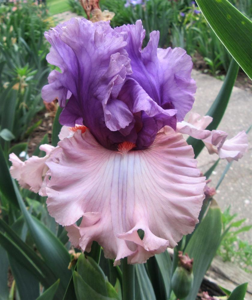 Photo of the bloom of Tall Bearded Iris (Iris 'Fashion Event') posted ...