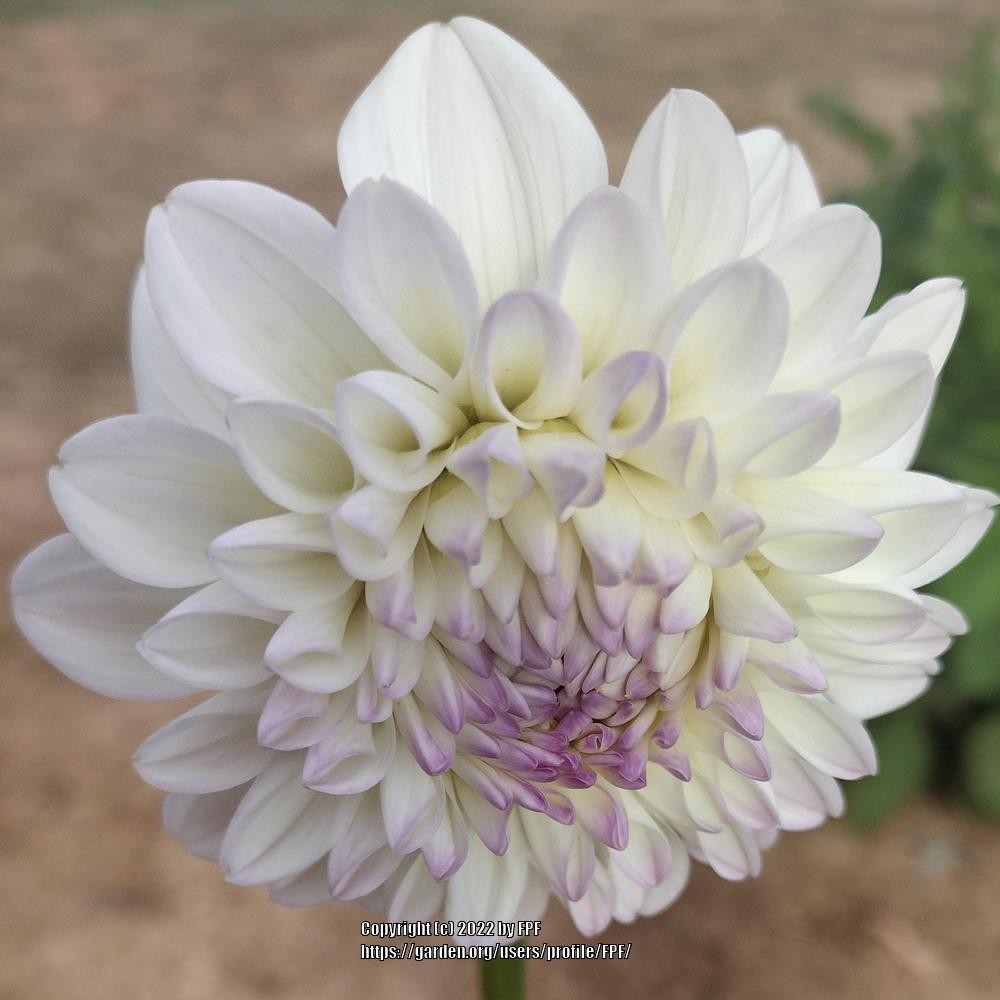 Photo of the bloom of Dahlia 'Gaylen Rose' posted by FPF - Garden.org