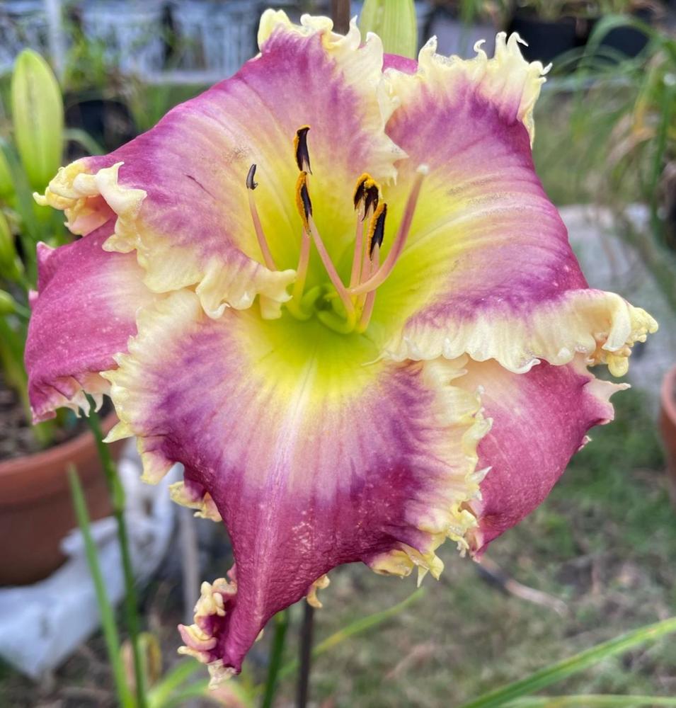 Daylily (Hemerocallis 'Helion Prime') in the Daylilies Database ...