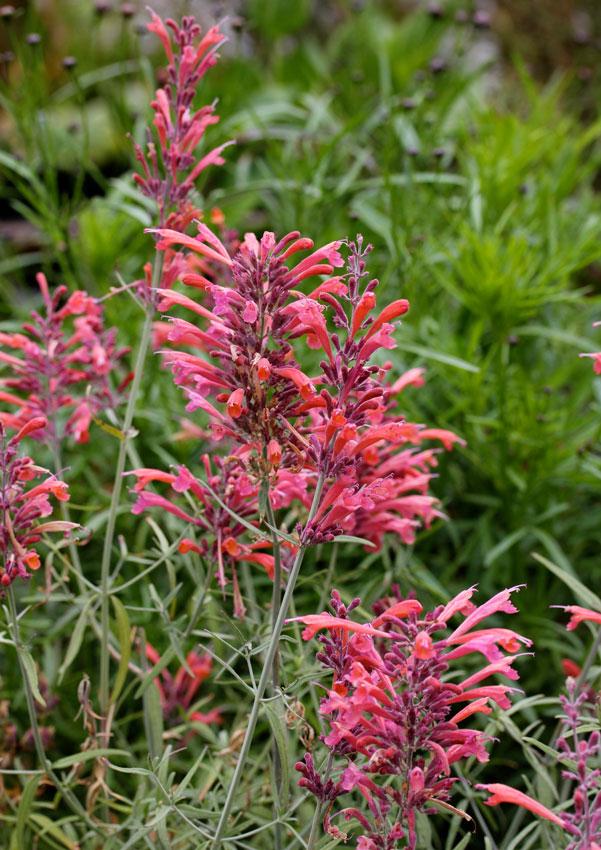 Photo of the bloom of Threadleaf Giant Hyssop (Agastache rupestris ...