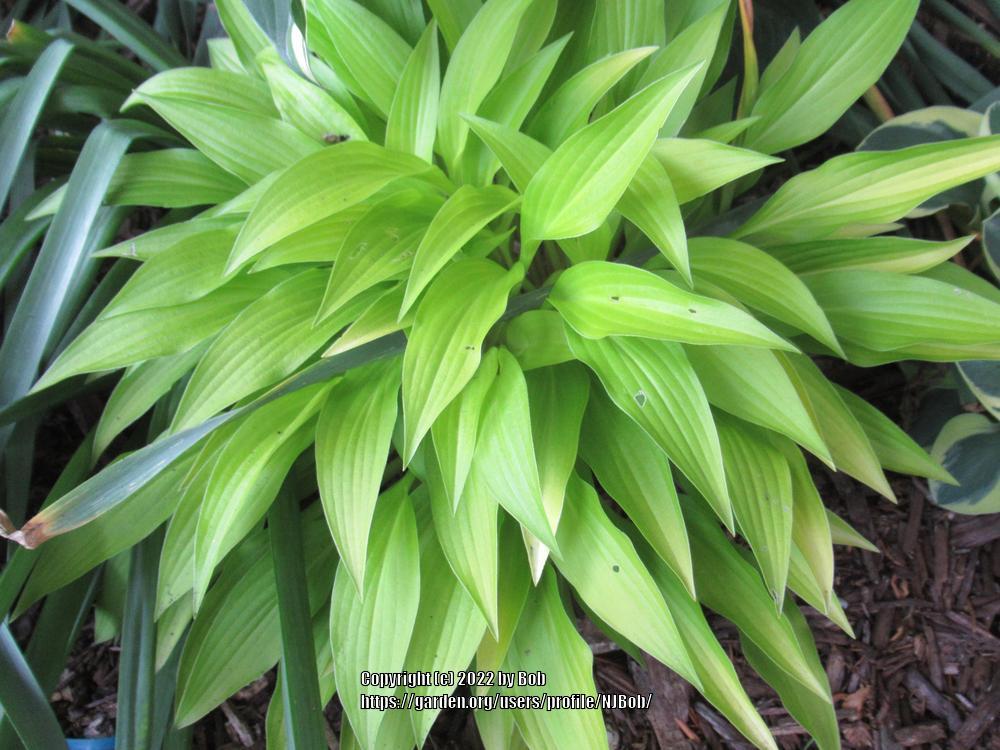 Photo of the leaves of Hosta 'Munchkin Fire' posted by NJBob - Garden.org