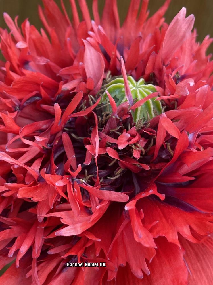 Photo of the stamens, filaments and pistils of Poppy (Papaver ...