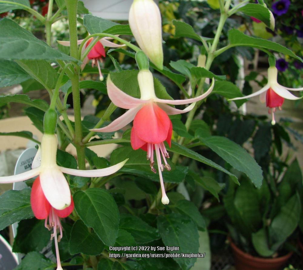 Photo of the bloom of Fuchsia Shadow Dancer® Peggy posted by kniphofia - Garden.org