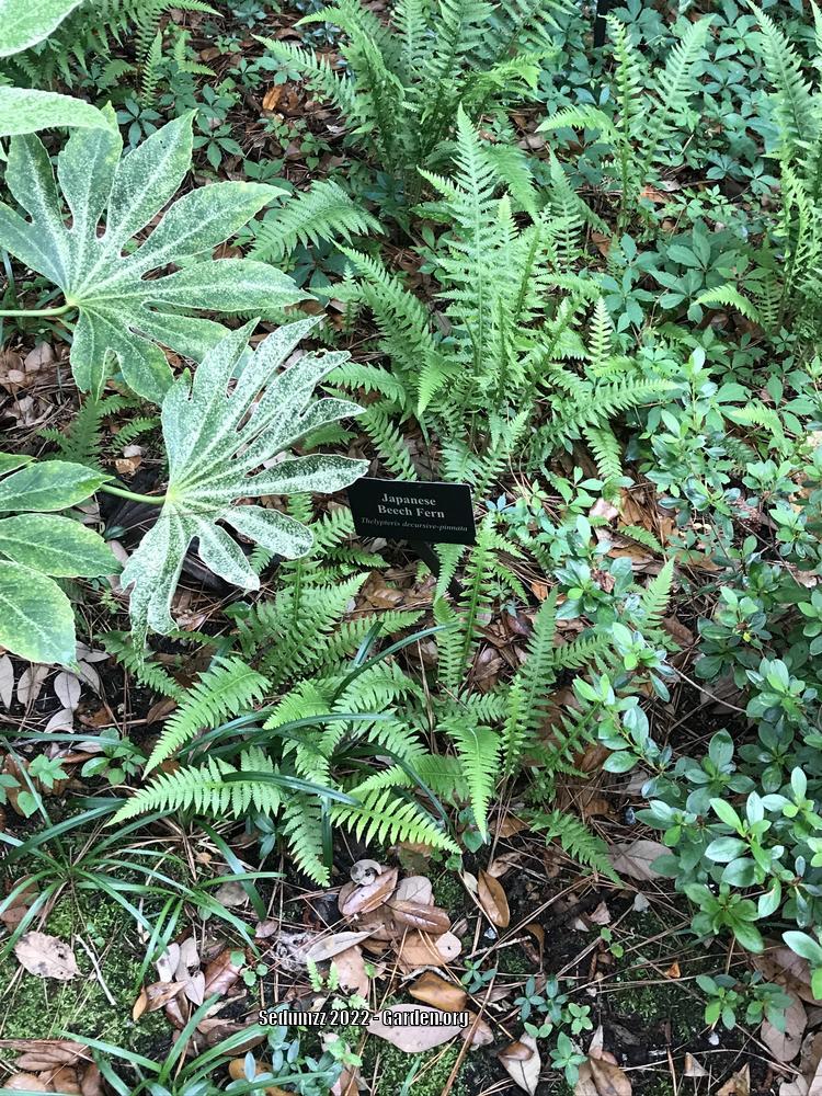 Photo of the entire plant of Japanese Beech Fern (Phegopteris decursive ...