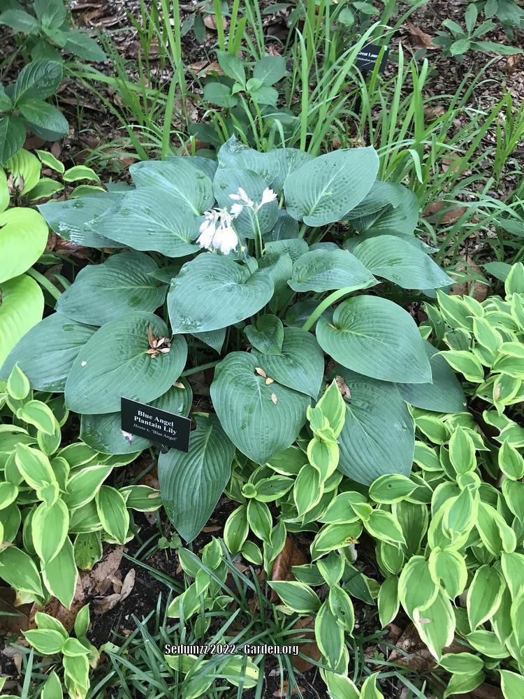 Hosta 'True Blue' in the Hostas Database - Garden.org