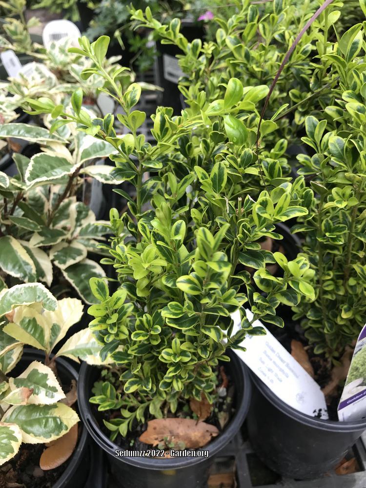 Photo of the entire plant of Boxwood (Buxus microphylla Golden Dream ...