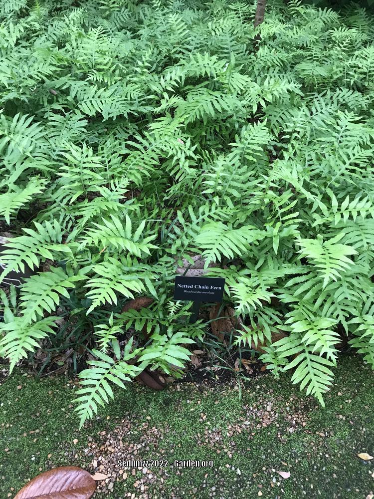 Photo of the entire plant of Netted Chain Fern (Woodwardia areolata ...