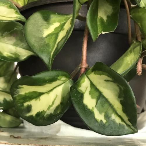 Krimson Princess Hoya (Hoya carnosa 'Rubra') in the Hoyas Database ...