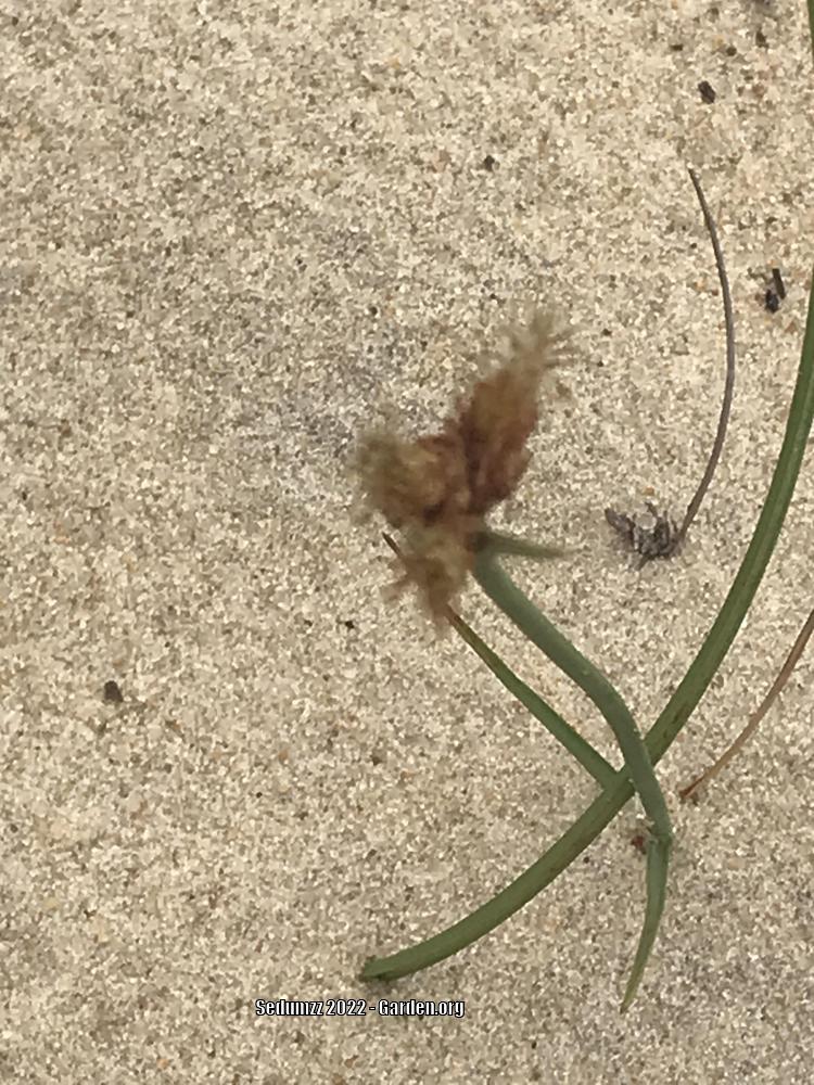 Photo of the bloom of Common Threesquare (Schoenoplectus pungens ...