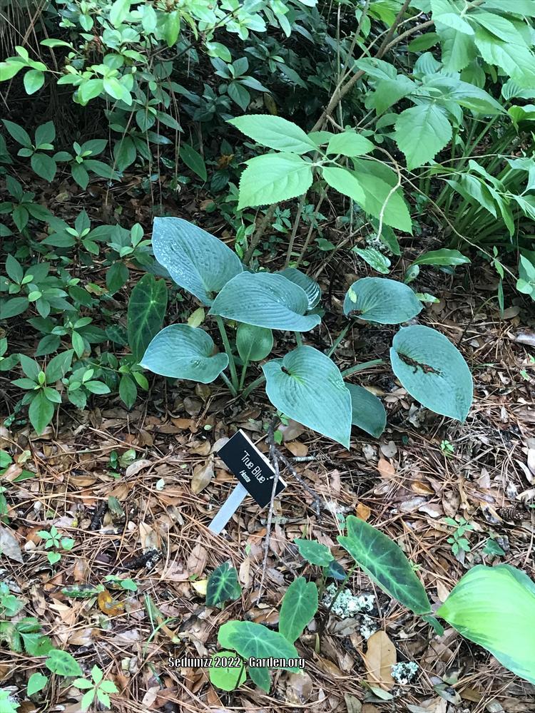 Photo of the entire plant of Hosta 'True Blue' posted by sedumzz ...