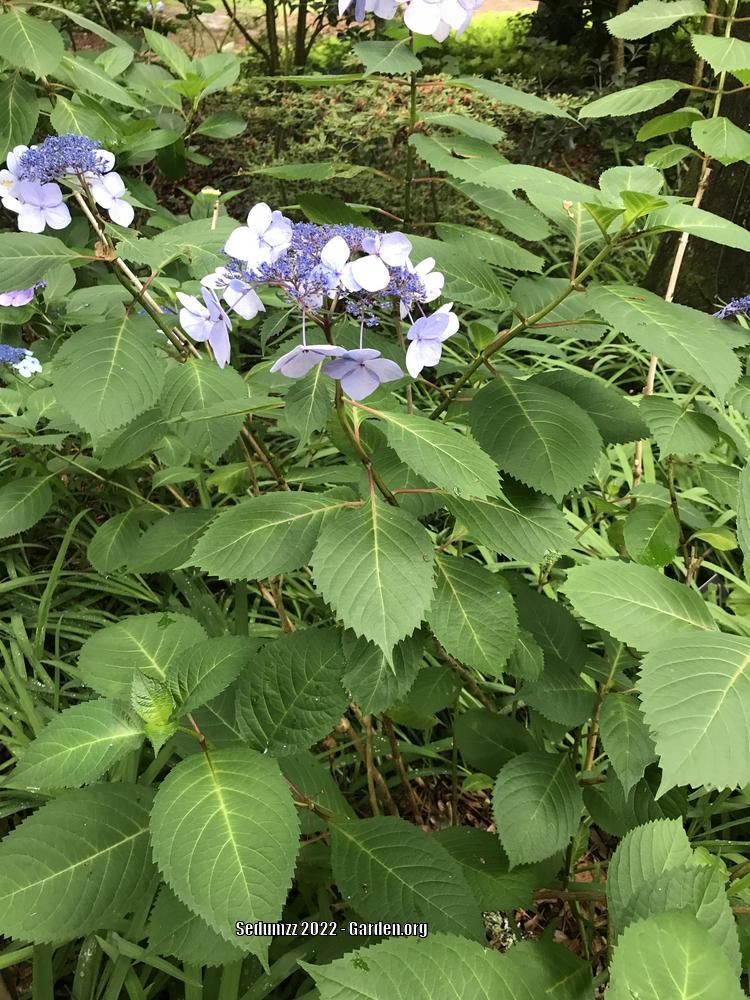 Photo of the entire plant of Bigleaf Hydrangea (Hydrangea macrophylla ...