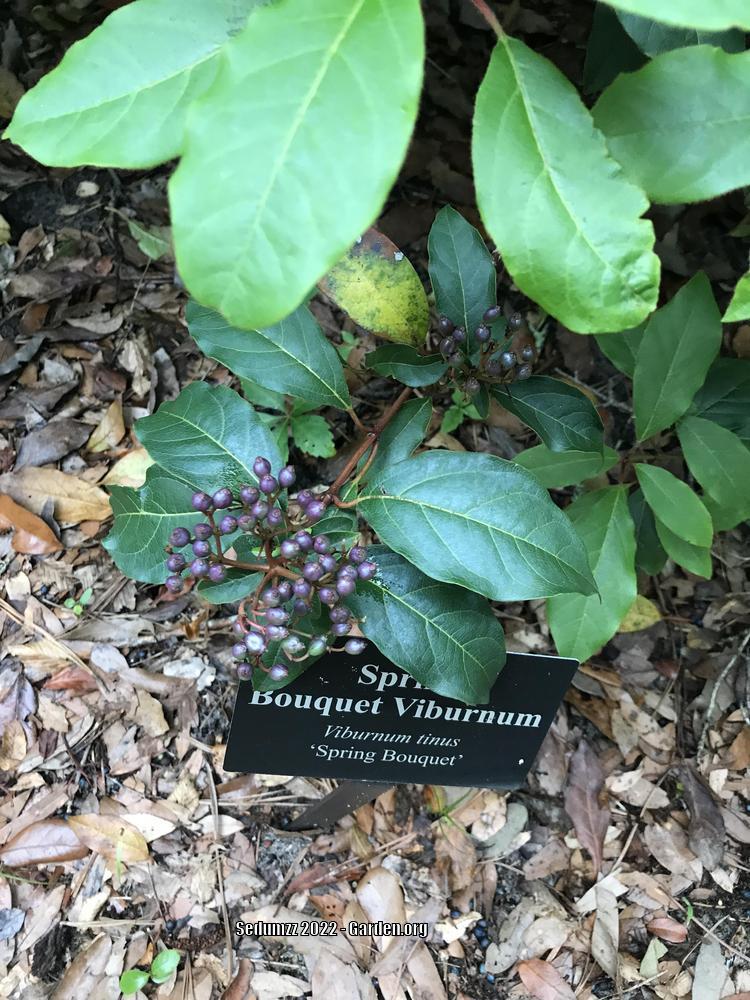 Photo of the fruit of Laurustinus (Viburnum tinus 'Compactum') posted ...