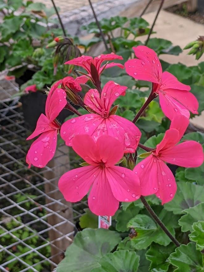 Ivy Geranium (Pelargonium peltatum Precision™ Dark Salmon) in the ...