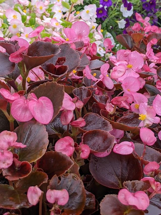 Begonia 'Bada Boom Pink' in the Begonias Database - Garden.org