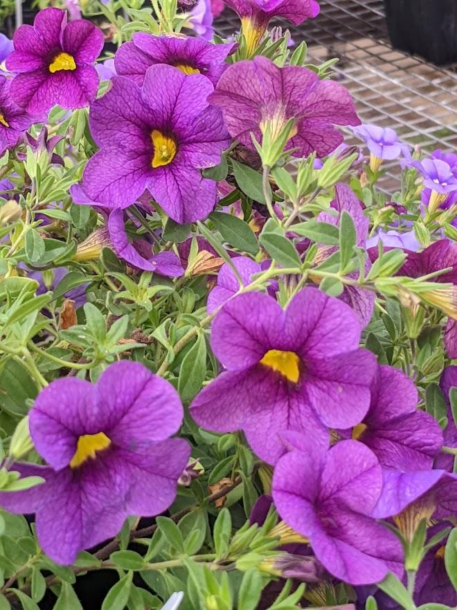Million Bells (Calibrachoa Aloha® Purple Sky) in the Calibrachoas ...