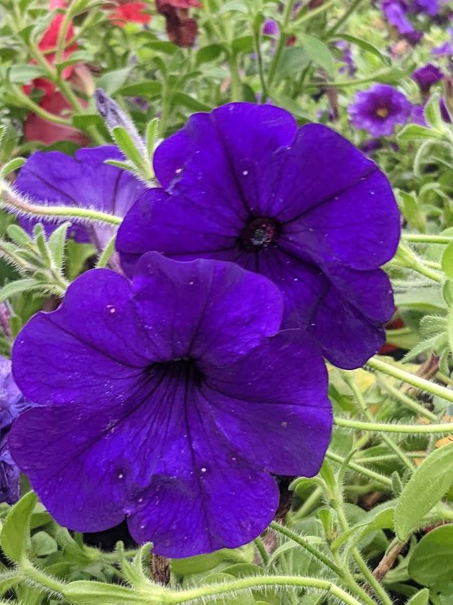 Petunia Main Stage™ Violet in the Petunias Database - Garden.org