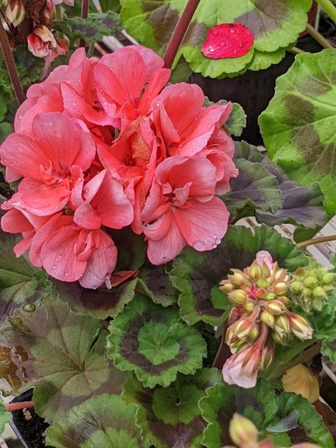 Zonal Geranium (Pelargonium x hortorum Fantasia® Salmon) in the ...