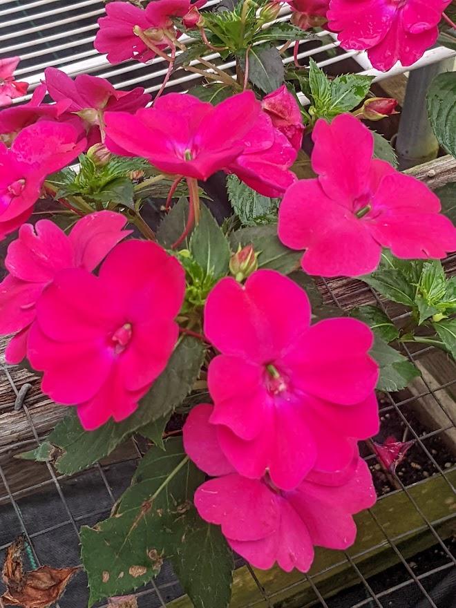 Impatiens SunPatiens® Compact Rose Glow - Garden.org