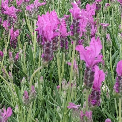 Lavender (Lavandula The Princess™) in the Lavenders Database - Garden.org
