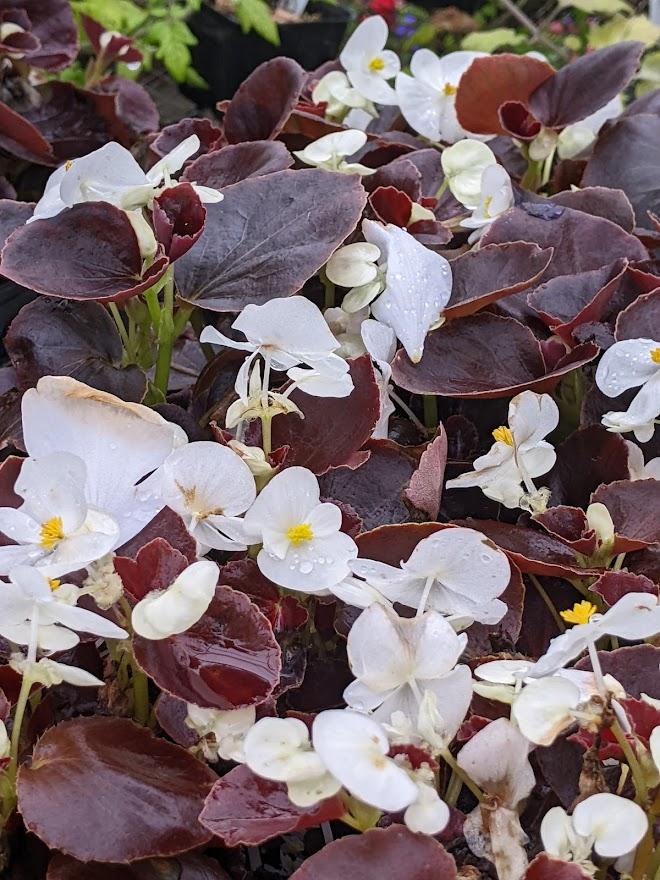 Begonia 'Bada Boom White' in the Begonias Database - Garden.org