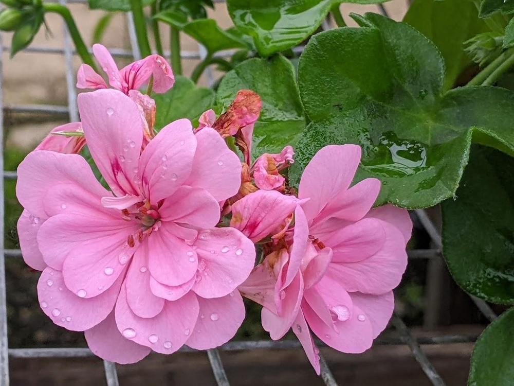 Ivy Geranium (Pelargonium peltatum Precision™ Pink) in the Pelargoniums ...