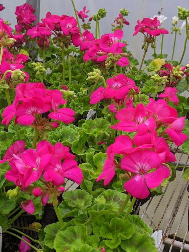 Photo of the entire plant of Zonal Geranium (Pelargonium x hortorum ...
