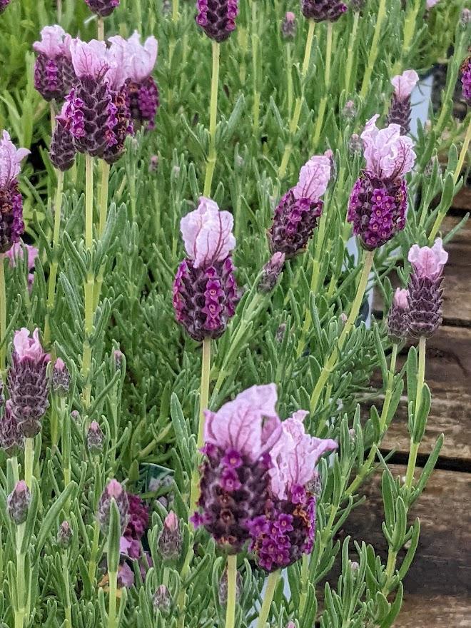Lavender (Lavandula stoechas 'Boysenberry Ruffles') in the Lavenders ...