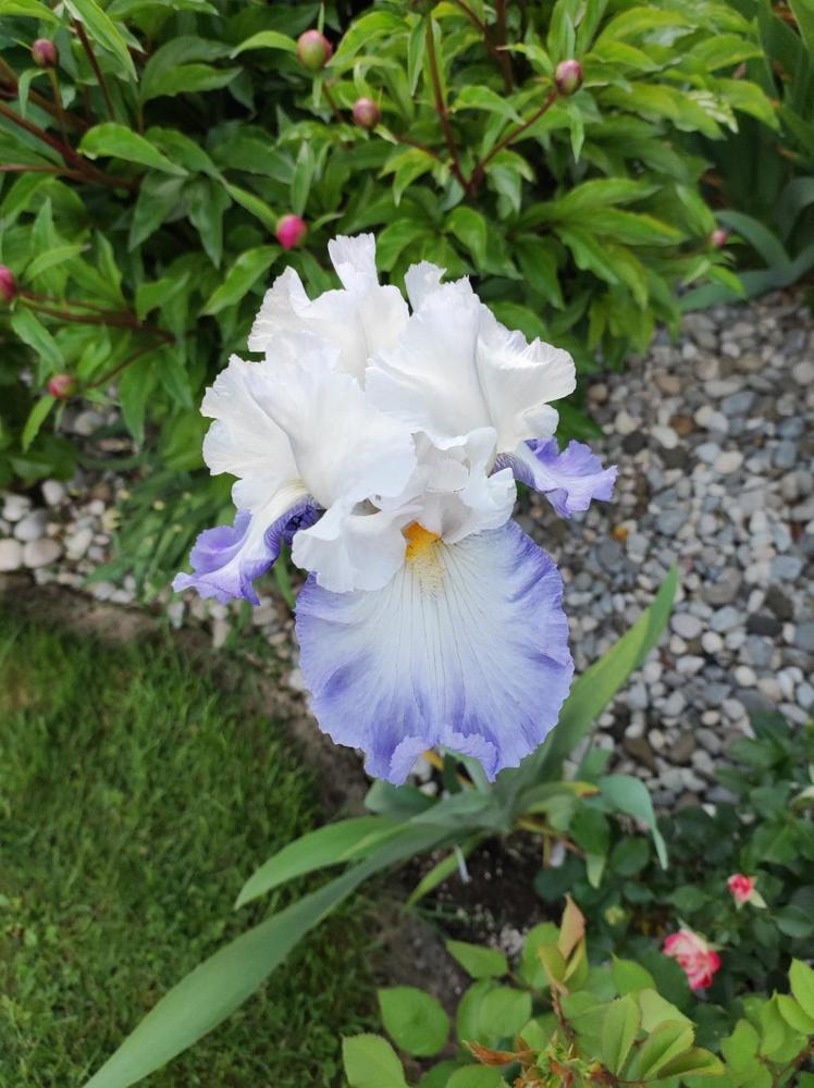 Photo of the bloom of Tall Bearded Iris (Iris 'Alizés') posted by ...