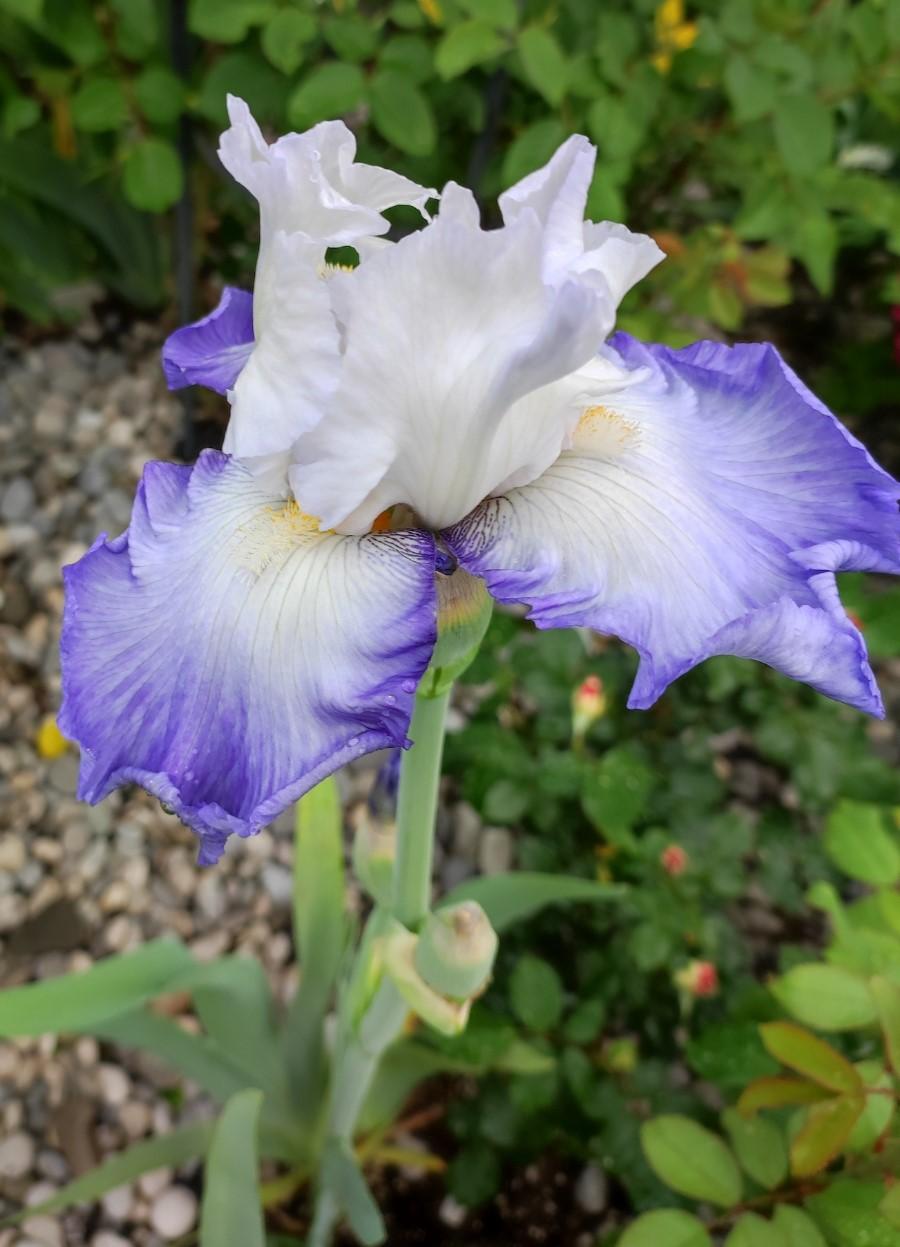 Photo of the bloom of Tall Bearded Iris (Iris 'Alizés') posted by ...