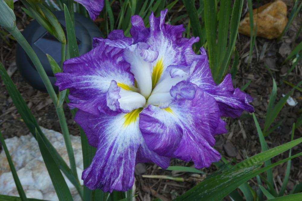 Photo of the bloom of Japanese Iris (Iris ensata Dinner Plate™ Jell-O) posted by LoriMT - Garden.org