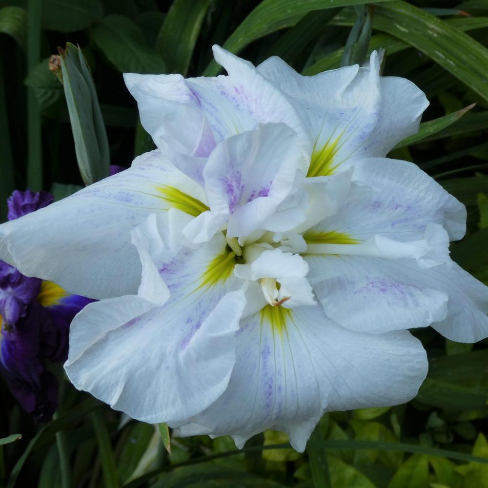 Photo of the bloom of Japanese Iris (Iris ensata Dinner Plate™ Cheesecake) posted by LoriMT ...