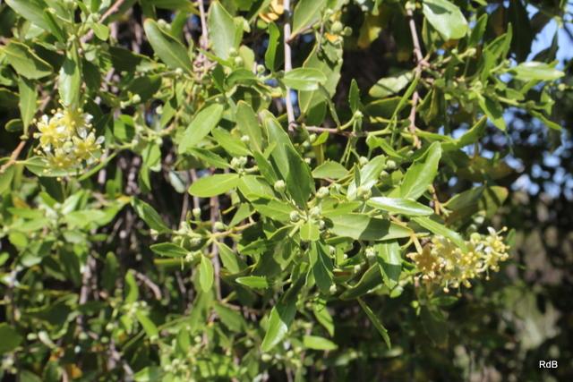 Photo of the leaves of Soap Bark Tree (Quillaja saponaria) posted by ...