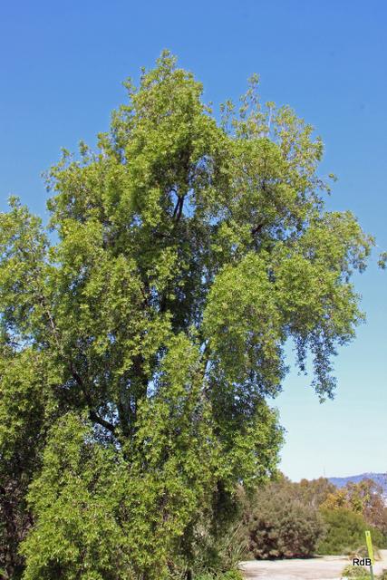 Photo of the entire plant of Soap Bark Tree (Quillaja saponaria) posted ...