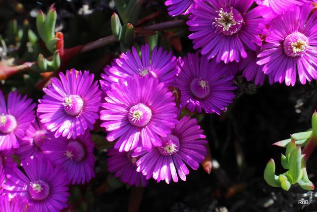 Photo of the bloom of Bos Vygie (Ruschia macowanii) posted by ...