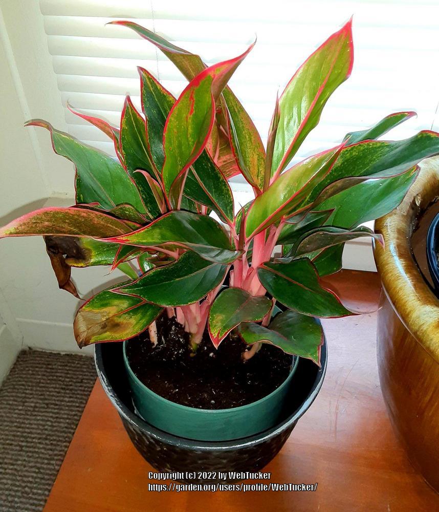 Photo of the entire plant of Aglaonemas (Aglaonema) posted by WebTucker ...