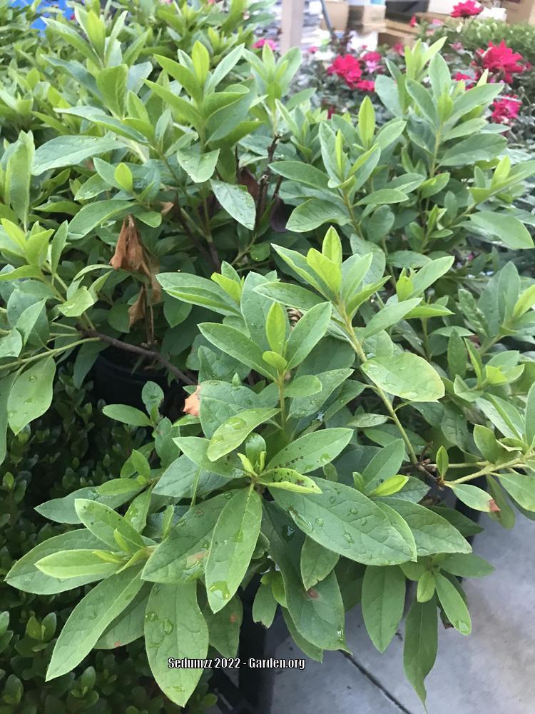 Photo of the entire plant of Azalea (Rhododendron indicum 'Mrs. G. G ...