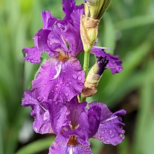 Tall Bearded Iris (Iris 'Thor's Lightning Bolt') in the Irises Database ...