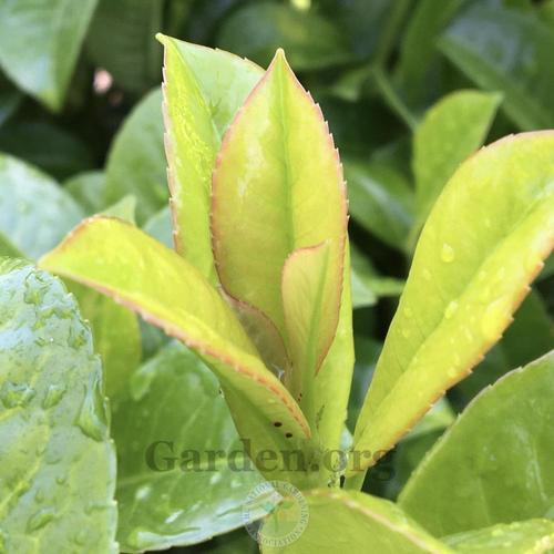 Cherry Laurel (Prunus laurocerasus Volcano) - Garden.org