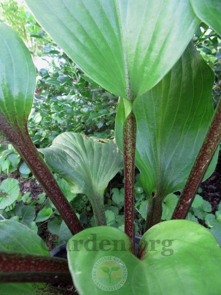 Photo of the stem, scape, stalk or bark of Hosta 'Gooseberry Sundae ...