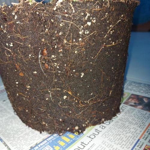 Is this root rot? Also can you transplant a maple in summer? in the ...