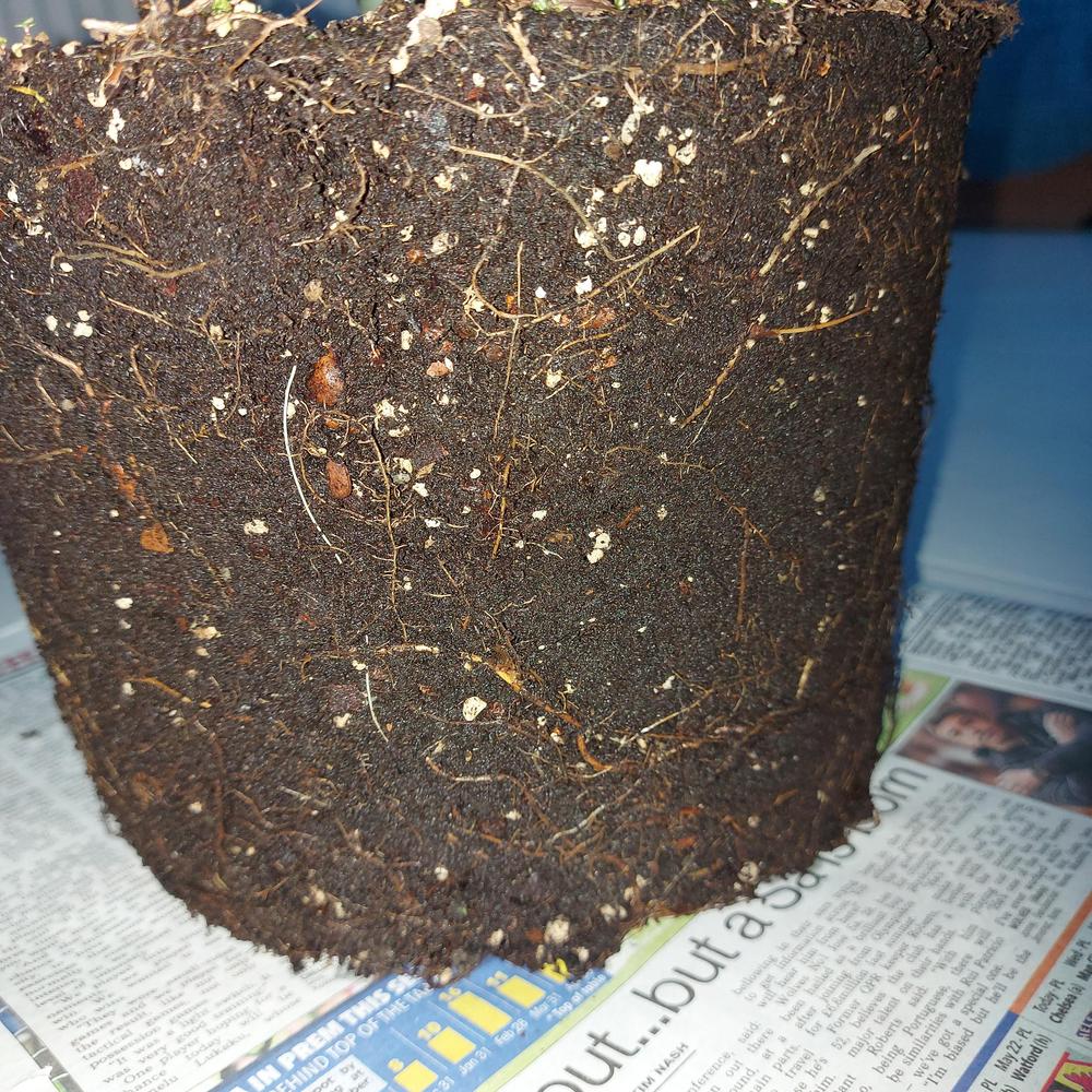 Is this root rot? Also can you transplant a maple in summer? in the ...