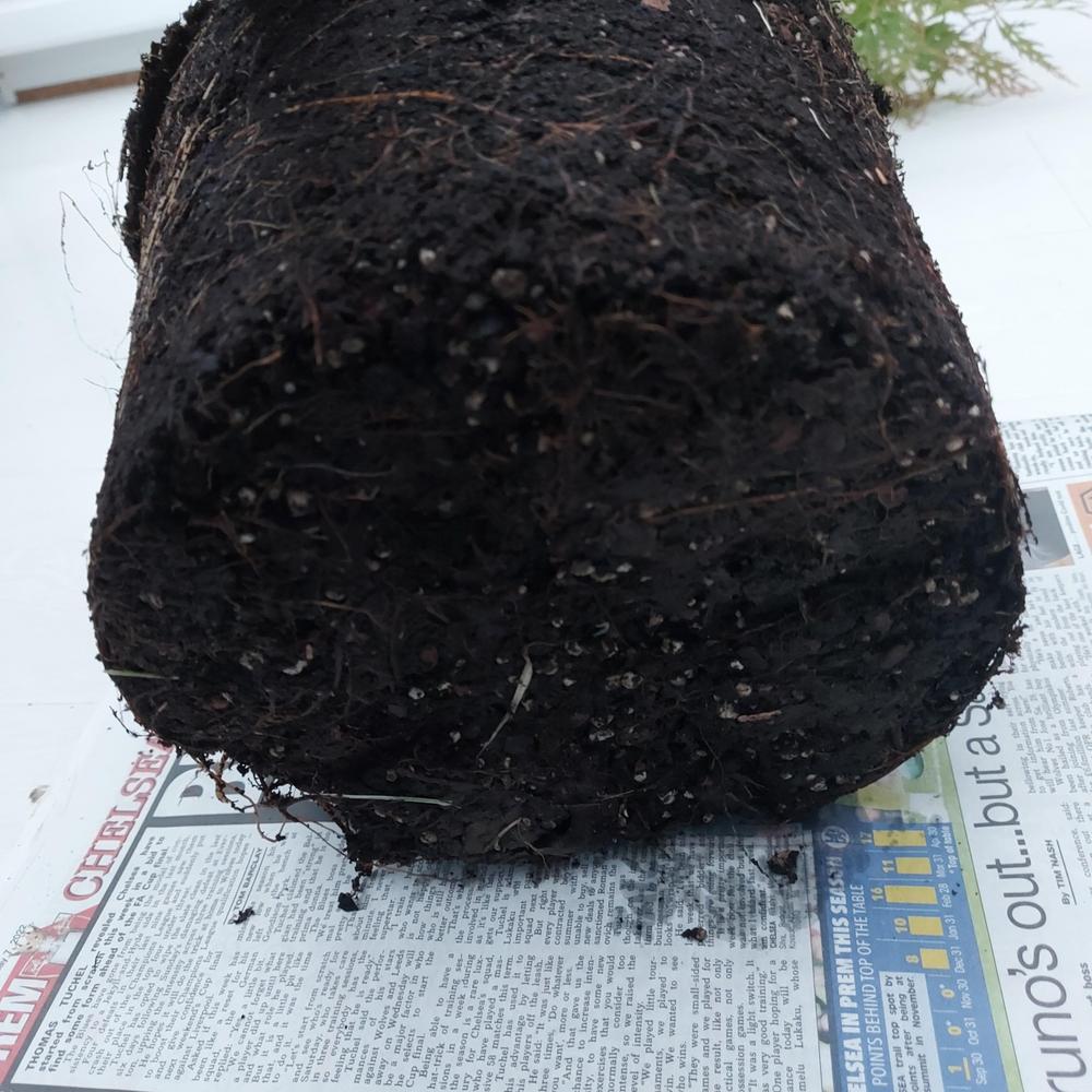 Is this root rot? Also can you transplant a maple in summer? in the ...