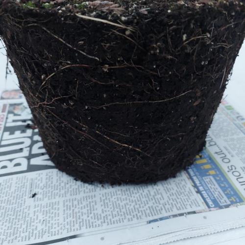 Is this root rot? Also can you transplant a maple in summer? in the ...