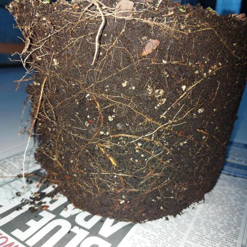 Is this root rot? Also can you transplant a maple in summer? in the ...