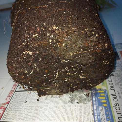 Is this root rot? Also can you transplant a maple in summer? in the ...