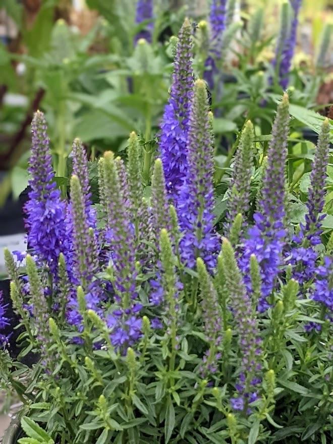 Photo of the entire plant of Spike Speedwell (Veronica Vespers™ Blue ...